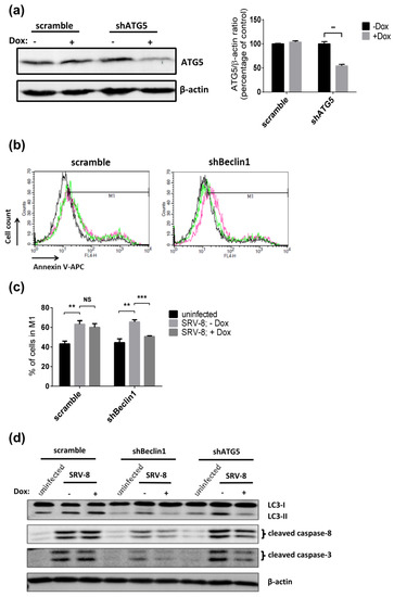 Autophagy Induced by Simian Retrovirus Infection Controls Viral ...