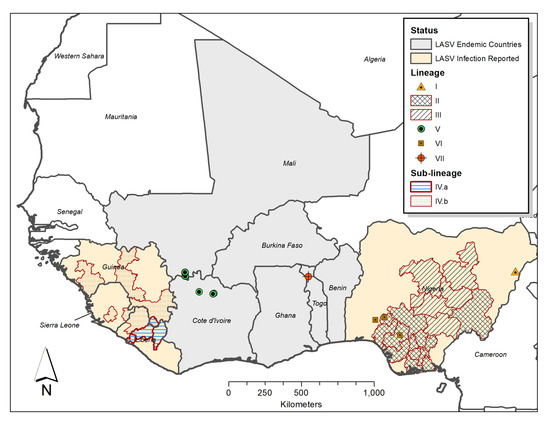 Viruses | Free Full-Text | Inter-Lineage Variation of Lassa Virus ...