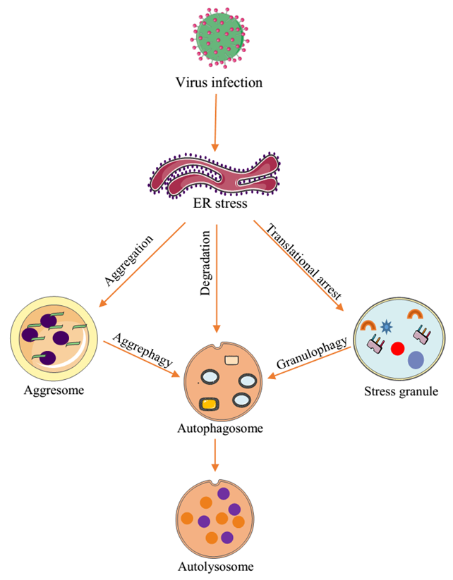 Viruses | Free Full-Text | Virus-Induced Cytoplasmic Aggregates and ...