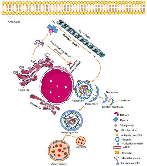 Virus-Induced Cytoplasmic Aggregates and Inclusions Are Critical ...