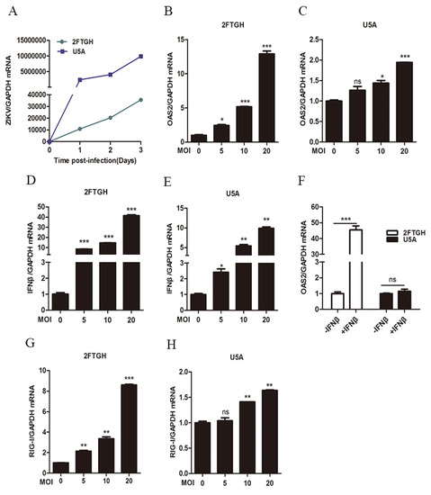 2′, 5′-Oligoadenylate Synthetase 2 (OAS2) Inhibits Zika Virus ...