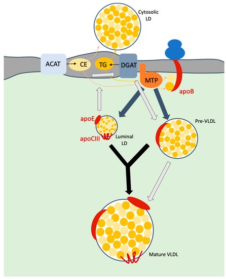 HCV Interplay with Lipoproteins: Inside or Outside the Cells?