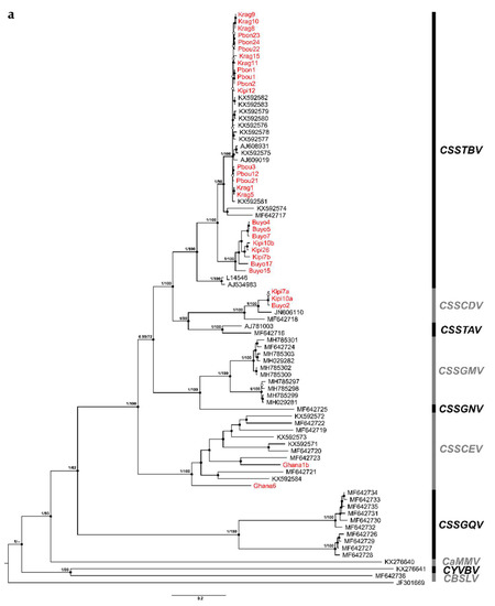 A Complex of Badnavirus Species Infecting Cacao Reveals Mixed ...