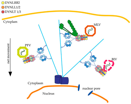Microtubule Retrograde Motors and Their Role in Retroviral Transport