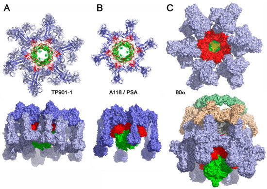 Conserved and Diverse Traits of Adhesion Devices from Siphoviridae ...