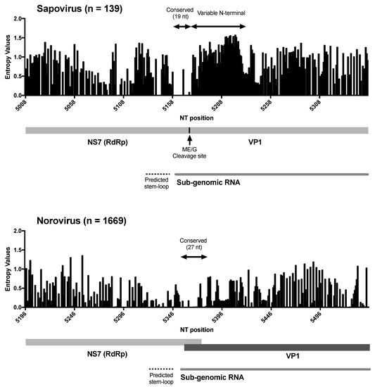 Viruses | Free Full-Text | Genomic Analyses of Human Sapoviruses ...