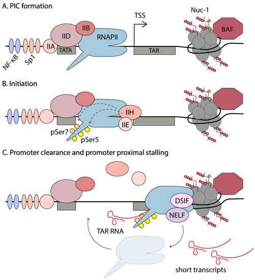 Viruses | Special Issue : HIV-1 Transcription Regulation