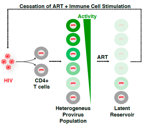 HIV-1 Proviral Transcription and Latency in the New Era