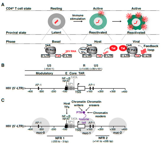 Viruses | Special Issue : HIV-1 Transcription Regulation