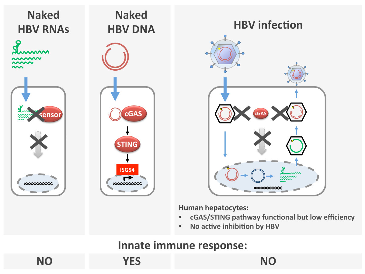 Viruses Free Full Text Hepatitis B Virus Dna Is A Substrate For The