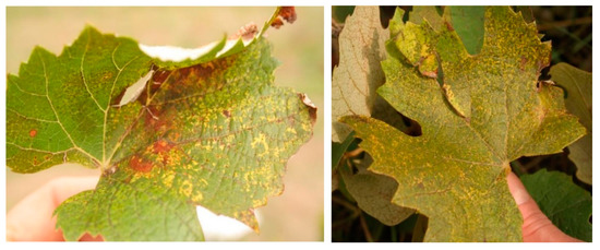 Complete Sequence, Genome Organization and Molecular Detection of ...