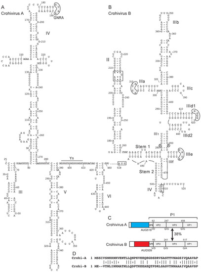 Dissemination of Internal Ribosomal Entry Sites (IRES) Between Viruses ...