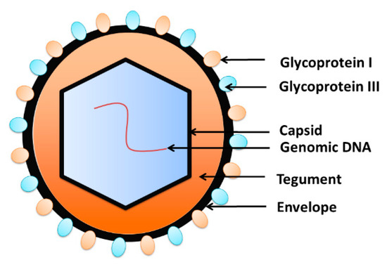 Role of Viruses in the Pathogenesis of Multiple Sclerosis