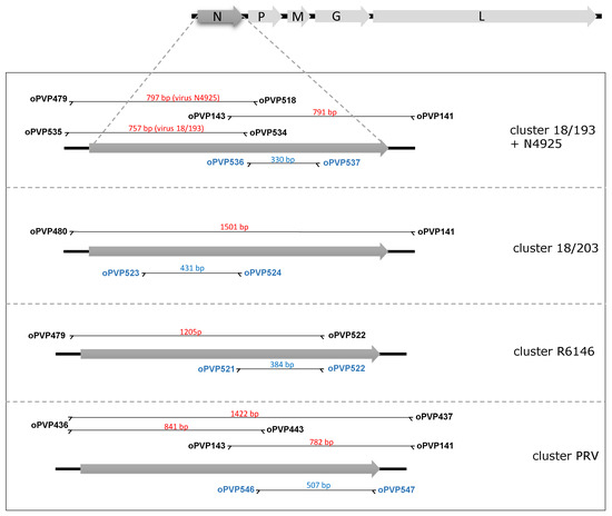 Revisiting the Classification of Percid Perhabdoviruses Using New Full ...
