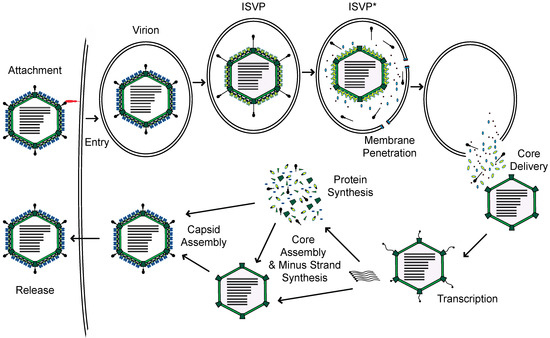 Recognition of Reovirus RNAs by the Innate Immune System