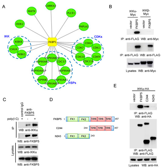 FKBP5 Regulates RIG-I-Mediated NF-κB Activation and Influenza A Virus ...
