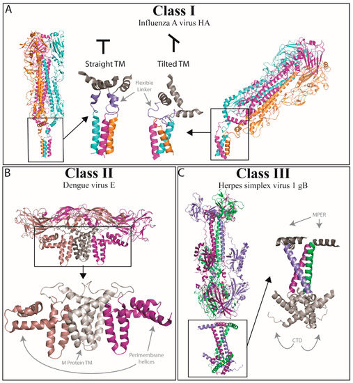 Viral Membrane Fusion and the Transmembrane Domain