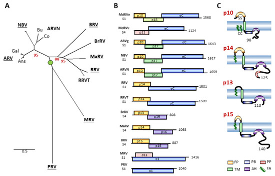 Polycistronic Genome Segment Evolution and Gain and Loss of FAST ...