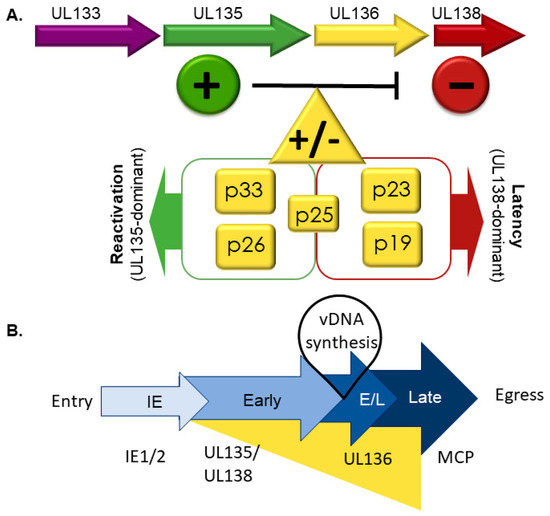 The Role of the Human Cytomegalovirus UL133-UL138 Gene Locus in Latency ...