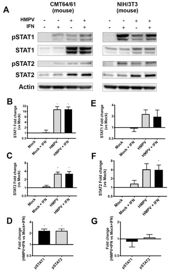 STAT2 Limits Host Species Specificity of Human Metapneumovirus