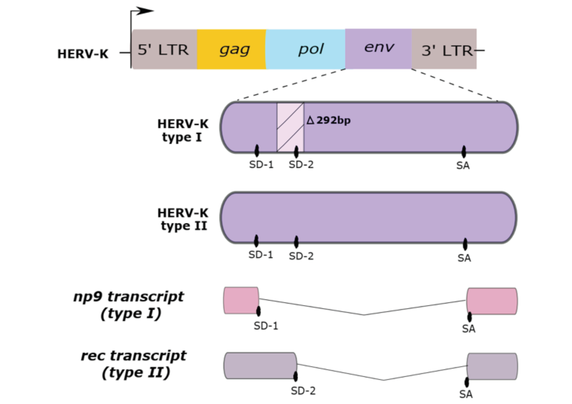 Viruses | Free Full-Text | Human Endogenous Retrovirus K in Cancer: A ...
