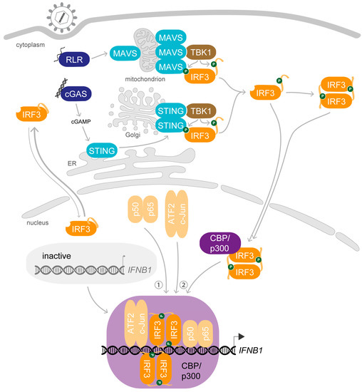 Of Keeping and Tipping the Balance: Host Regulation and Viral ...
