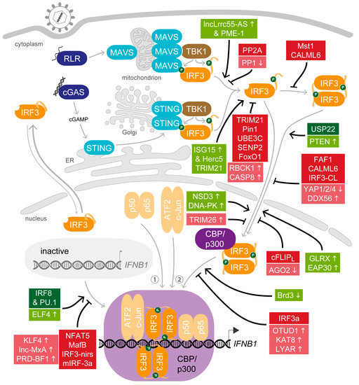 Of Keeping and Tipping the Balance: Host Regulation and Viral ...