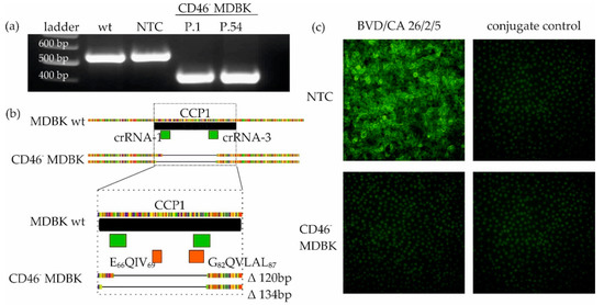 A CRISPR/Cas9 Generated Bovine CD46-knockout Cell Line—A Tool to ...