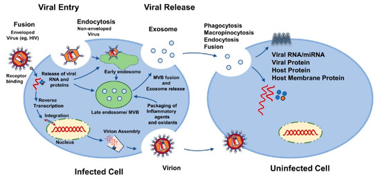 Extracellular Vesicles in Viral Replication and Pathogenesis and Their ...