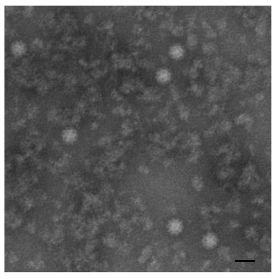 Rabbit Hemorrhagic Disease Virus Isolated from Diseased Alpine Musk ...