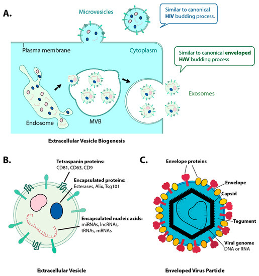 Purification Methods and the Presence of RNA in Virus Particles and ...