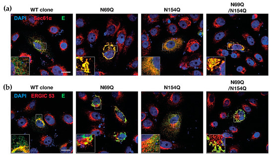 N-glycosylation in the Pre-Membrane Protein Is Essential for the Zika ...