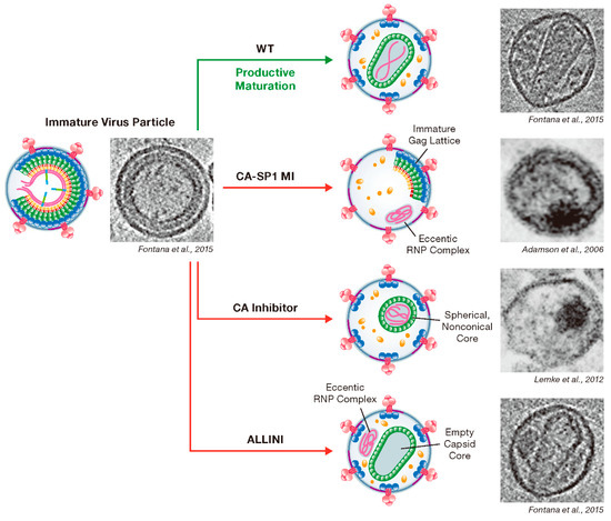 HIV-1 Maturation: Lessons Learned from Inhibitors