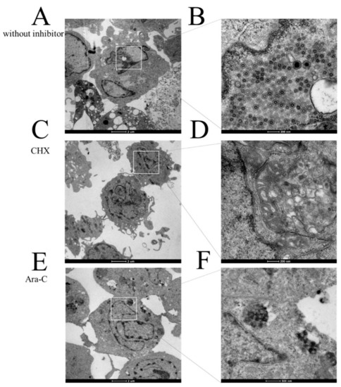 Viruses | Special Issue : Fish Virus