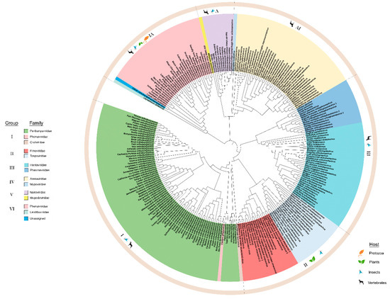 Family Level Phylogenies Reveal Relationships of Plant Viruses within ...