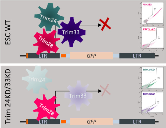 Viruses | Free Full-Text | Trim24 and Trim33 Play a Role in Epigenetic ...