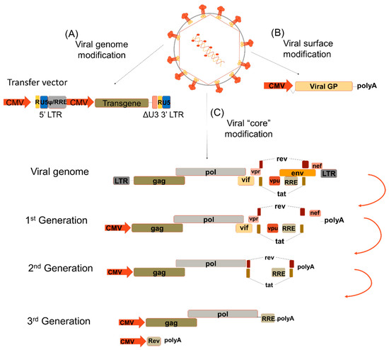 Lentiviral Vector Pseudotypes: Precious Tools to Improve Gene ...