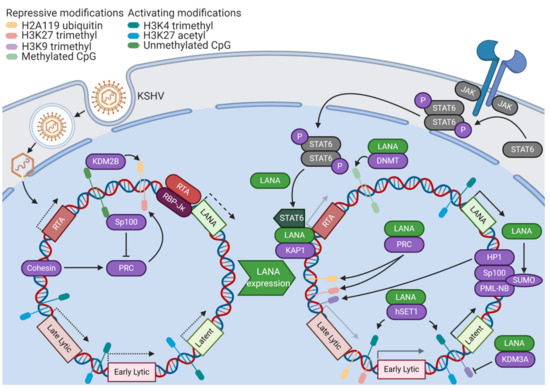 Regulation of KSHV Latency and Lytic Reactivation