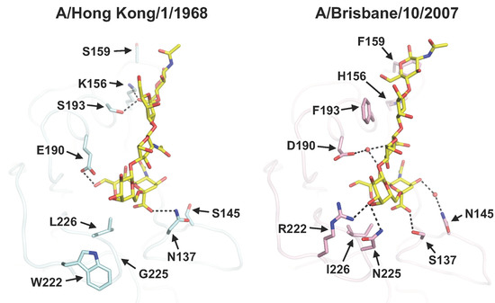 Structural Biology of Influenza Hemagglutinin: An Amaranthine Adventure