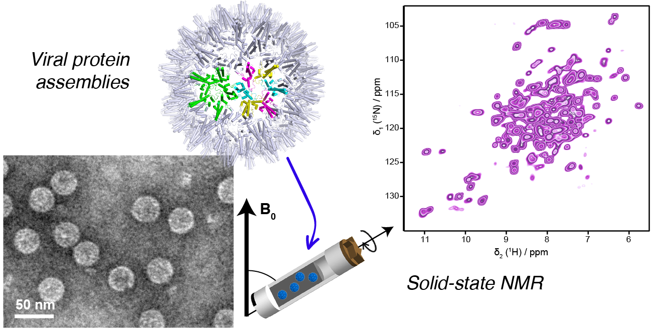 Viruses | Free Full-Text | Solid-State NMR for Studying the Structure ...