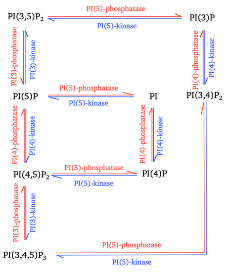 The Role of Phosphatidylinositol Phosphate Kinases during Viral Infection