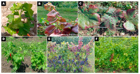 A Diverse Virome of Leafroll-Infected Grapevine Unveiled by dsRNA ...