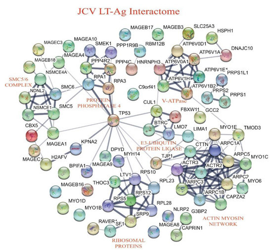 A Comprehensive Proteomics Analysis of the JC Virus (JCV) Large and ...