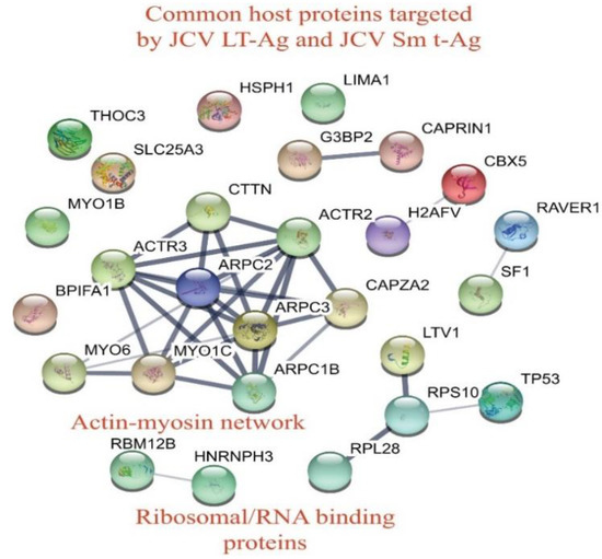 A Comprehensive Proteomics Analysis of the JC Virus (JCV) Large and ...