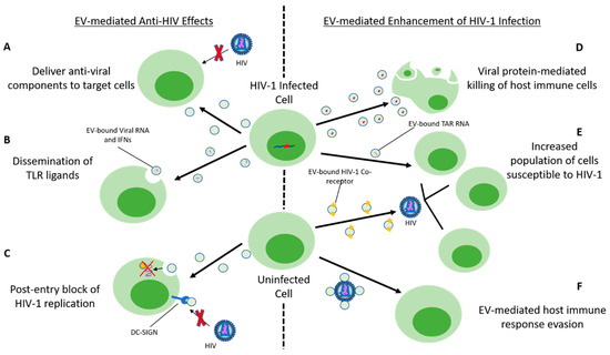 Extracellular Vesicles in the Pathogenesis of Viral Infections in Humans