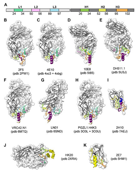 Neutralizing Antibodies Targeting HIV-1 gp41