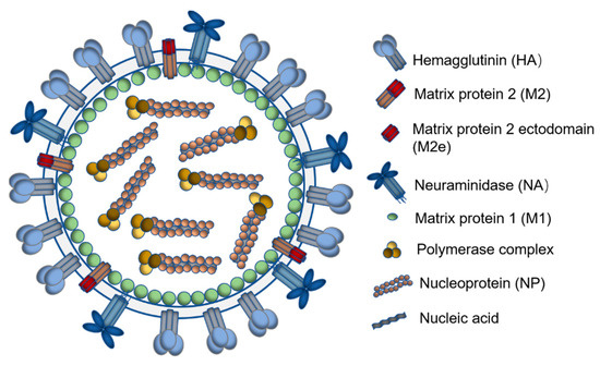 Influenza Vaccines toward Universality through Nanoplatforms and Given ...