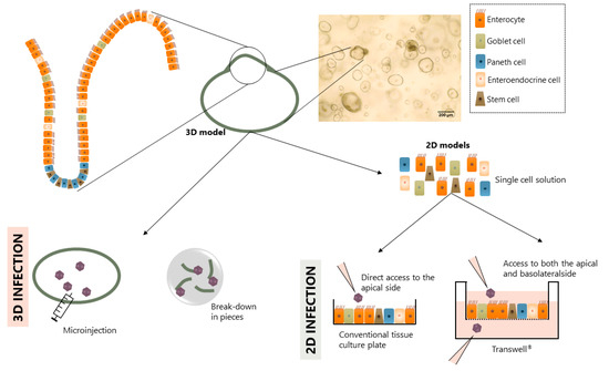 Put Some Guts into It: Intestinal Organoid Models to Study Viral Infection