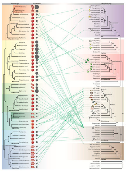 Host Range and Coding Potential of Eukaryotic Giant Viruses