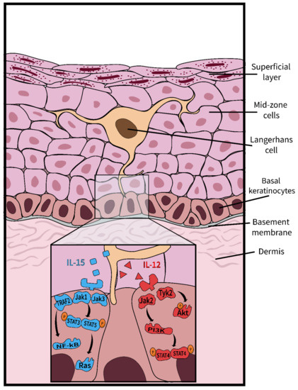 The Potentials and Pitfalls of a Human Cervical Organoid Model ...